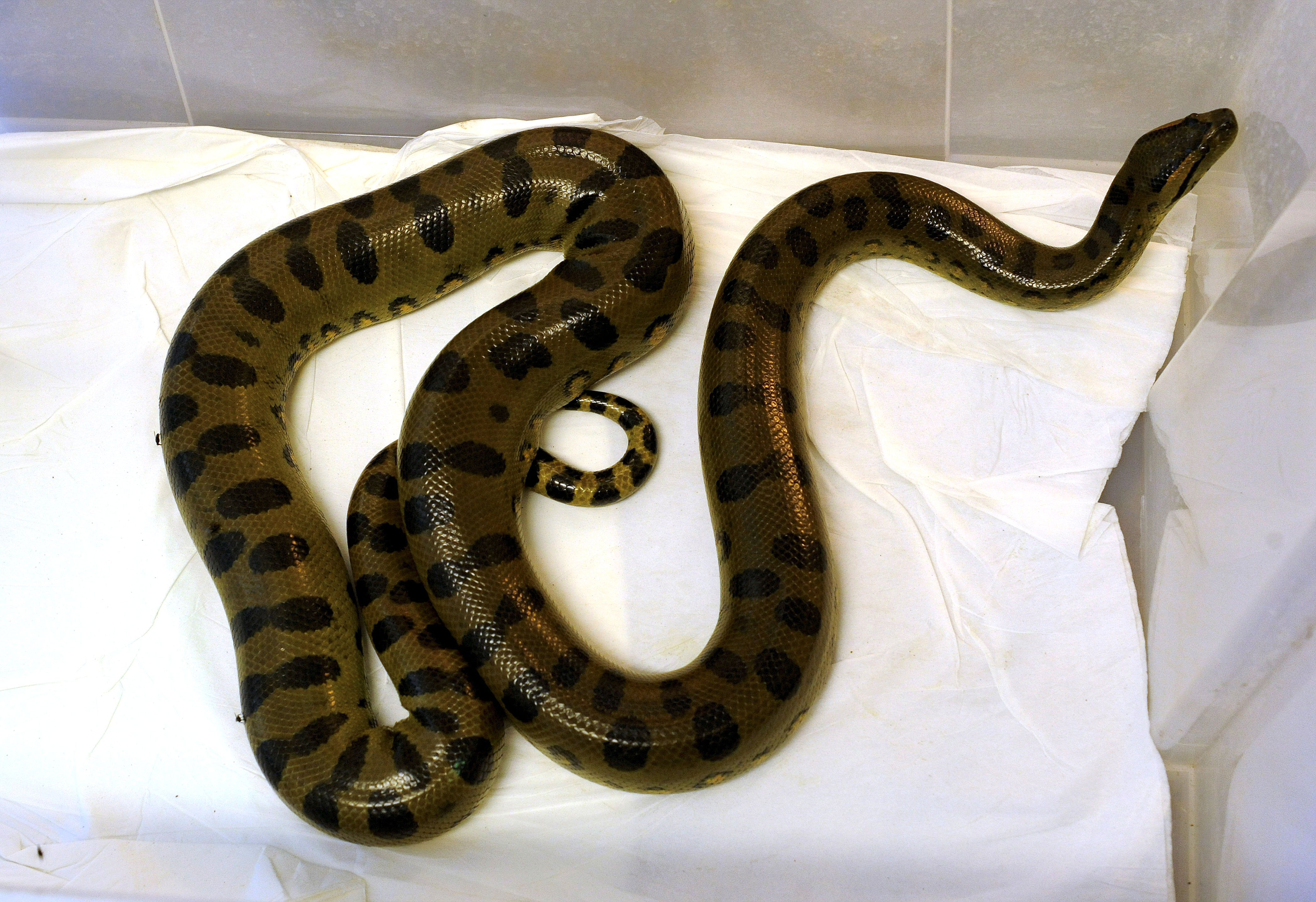 Family Finds 6 Foot Snake Living in Attic For 2 Years | Majic 102.3 - 92.7